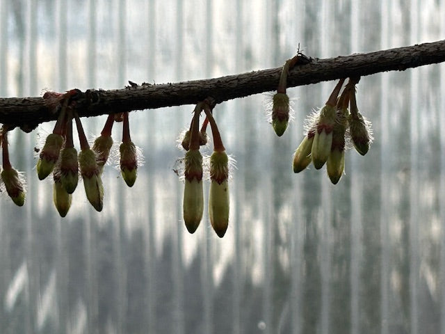 Agapetes malipoensis SEH 27016 (Agapetes) - Keeping It Green Nursery