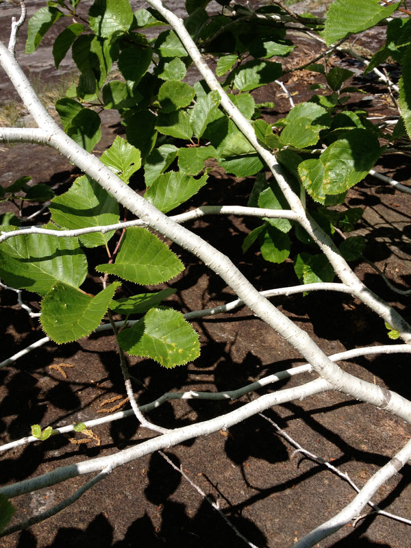 Alnus Viridis Ssp Sinuata Sitka Alder Keeping It Green Nursery