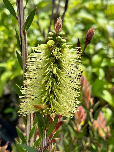 Callistemon viridiflorus (Hardy Callistemon) - Keeping It Green Nursery