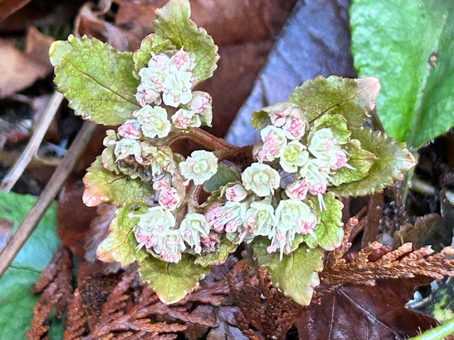 Chrysosplenium macrophyllum (Giant Golden Saxifrage) - Keeping It Green ...