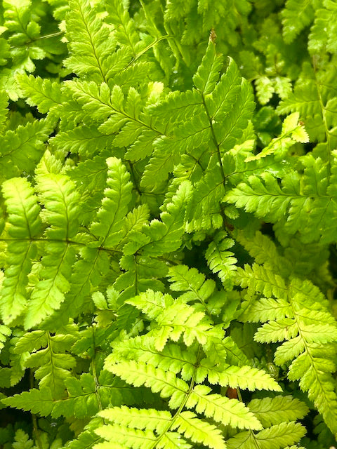 Dryopteris remota (Remote Wood Fern) - Keeping It Green Nursery