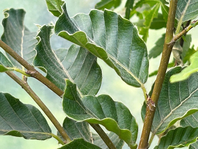 Fagus japonica (Japan Beech) - Keeping It Green Nursery