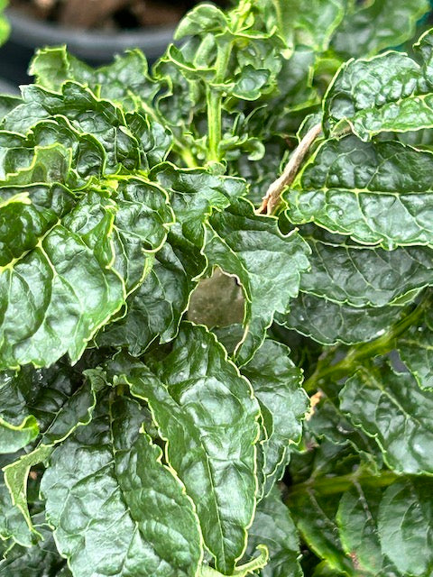 Fraxinus excelsior 'Crispa' (Dwarf Ash) - Keeping It Green Nursery