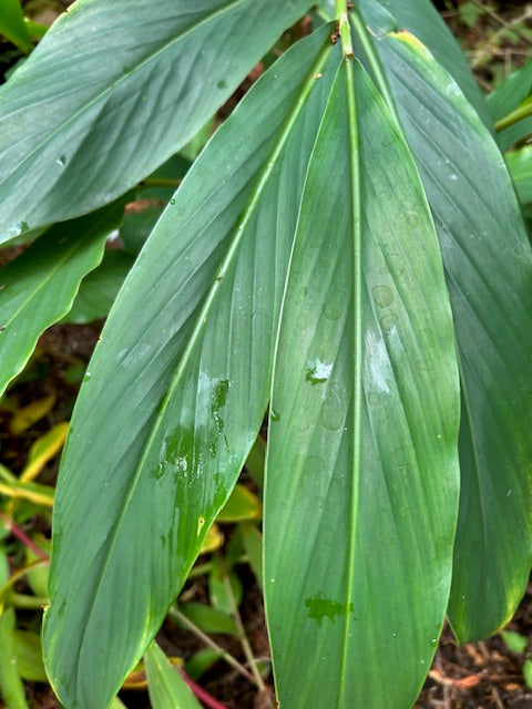 Hedychium spicatum DJHC0579 (Hardy Ginger) - Keeping It Green Nursery