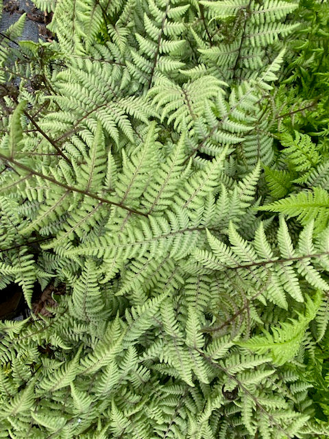 Athyrium 'Ghost' (Ghost Lady Fern) - Keeping It Green Nursery