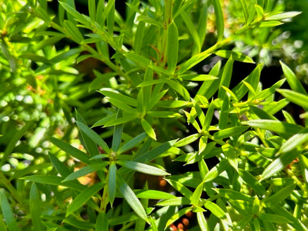 Podocarpus nivalis (Snow Totara) - Keeping It Green Nursery