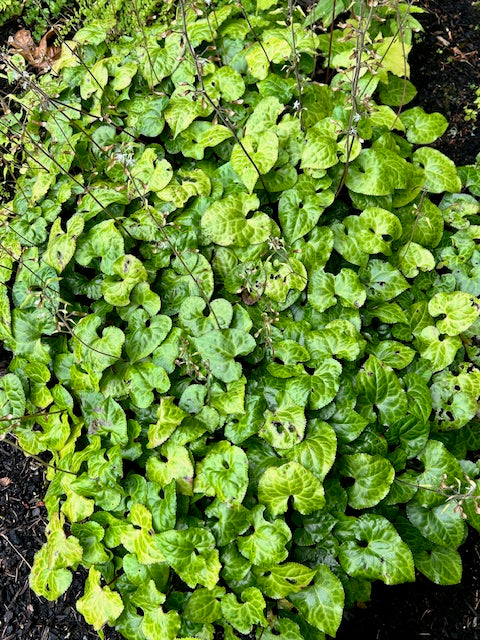 Beesia calthifolia (Ginger Leaf False Bugbane) - Keeping It Green Nursery