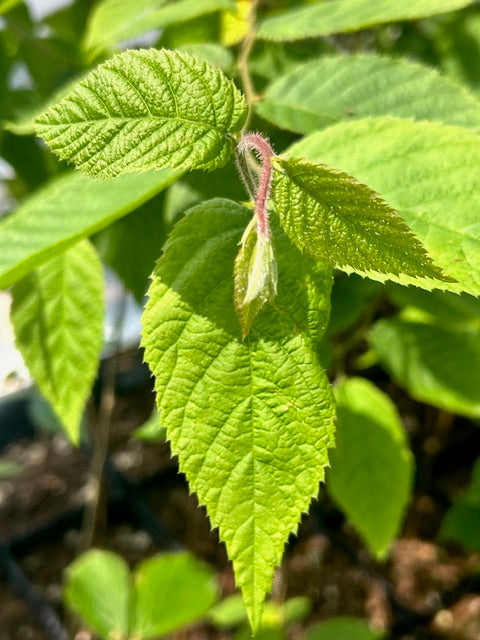 Ostrya virginiana (Eastern Hop Hornbeam) - Keeping It Green Nursery