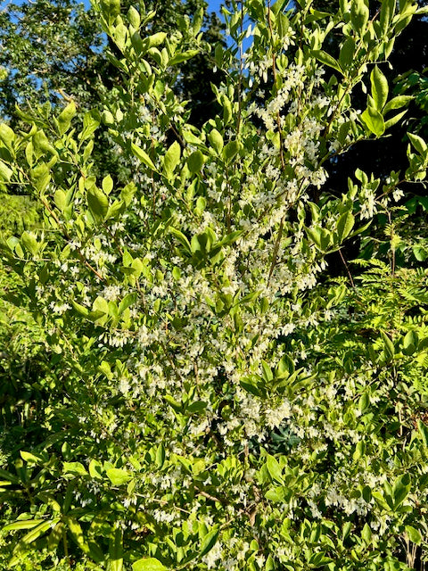 Styrax wilsonii (Wilson's Snowbell) - Keeping It Green Nursery