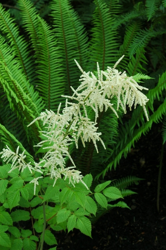 Aruncus dioicus var. acuminatus (Goatsbeard) - Keeping It Green Nursery