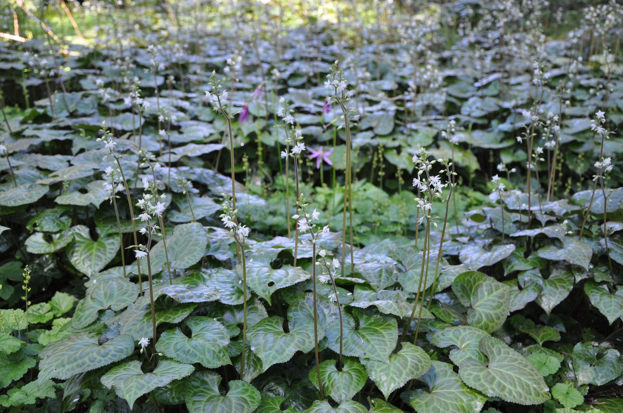 Beesia calthifolia (Ginger Leaf False Bugbane) - Keeping It Green Nursery