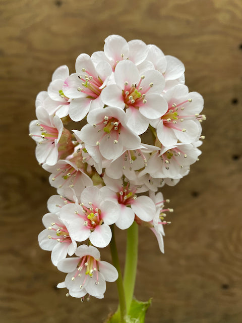 Bergenia ciliata (Himalayan Berginia) - Keeping It Green Nursery