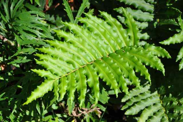 Blechnum chilense (Chilean Hard Fern) - Keeping It Green Nursery