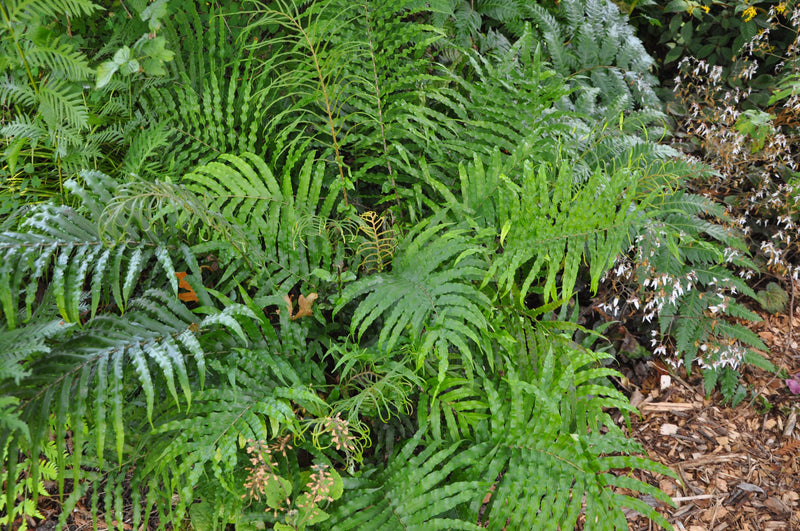 Parablechnum novae-zelandiae (Palm-Leaf Fern, Kiokio) - Keeping It ...