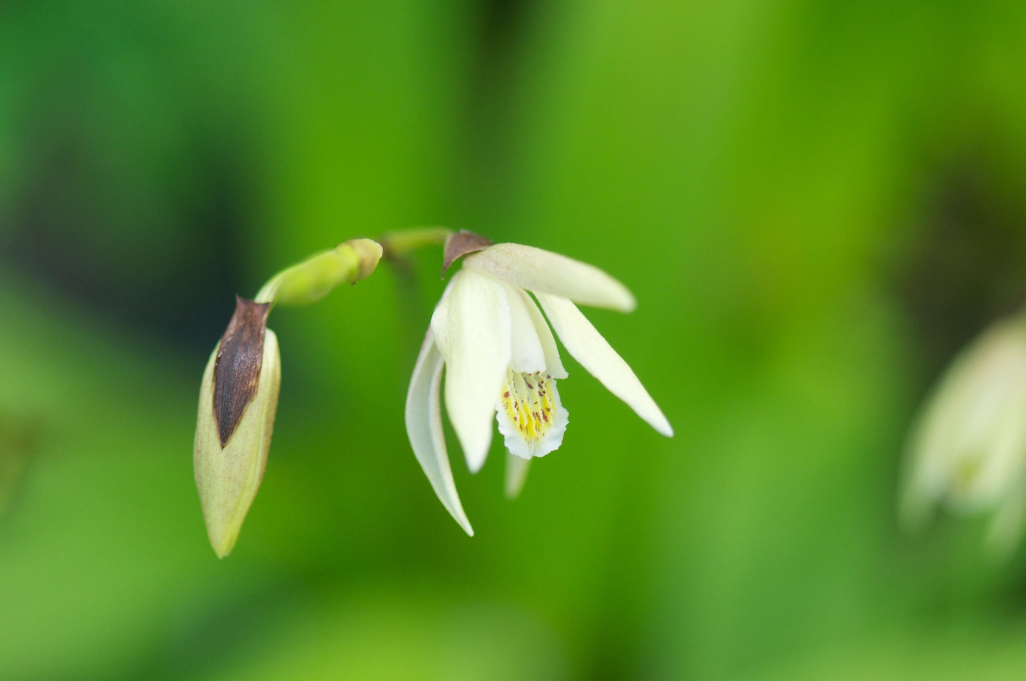 Bletilla ochracea (Chinese Ground Orchid) - Keeping It Green Nursery