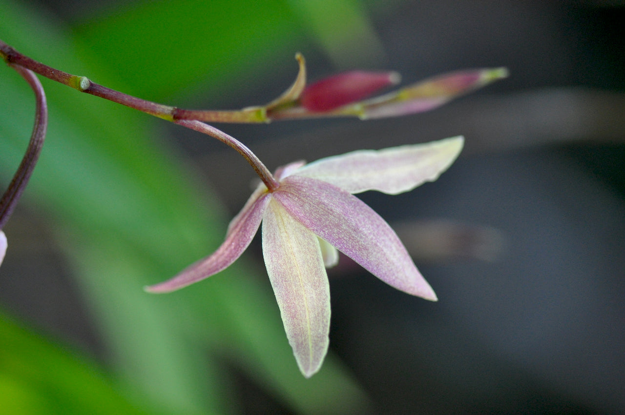 Bletilla ochracea 'Terracotta Princess' (Chinese Ground Orchid ...