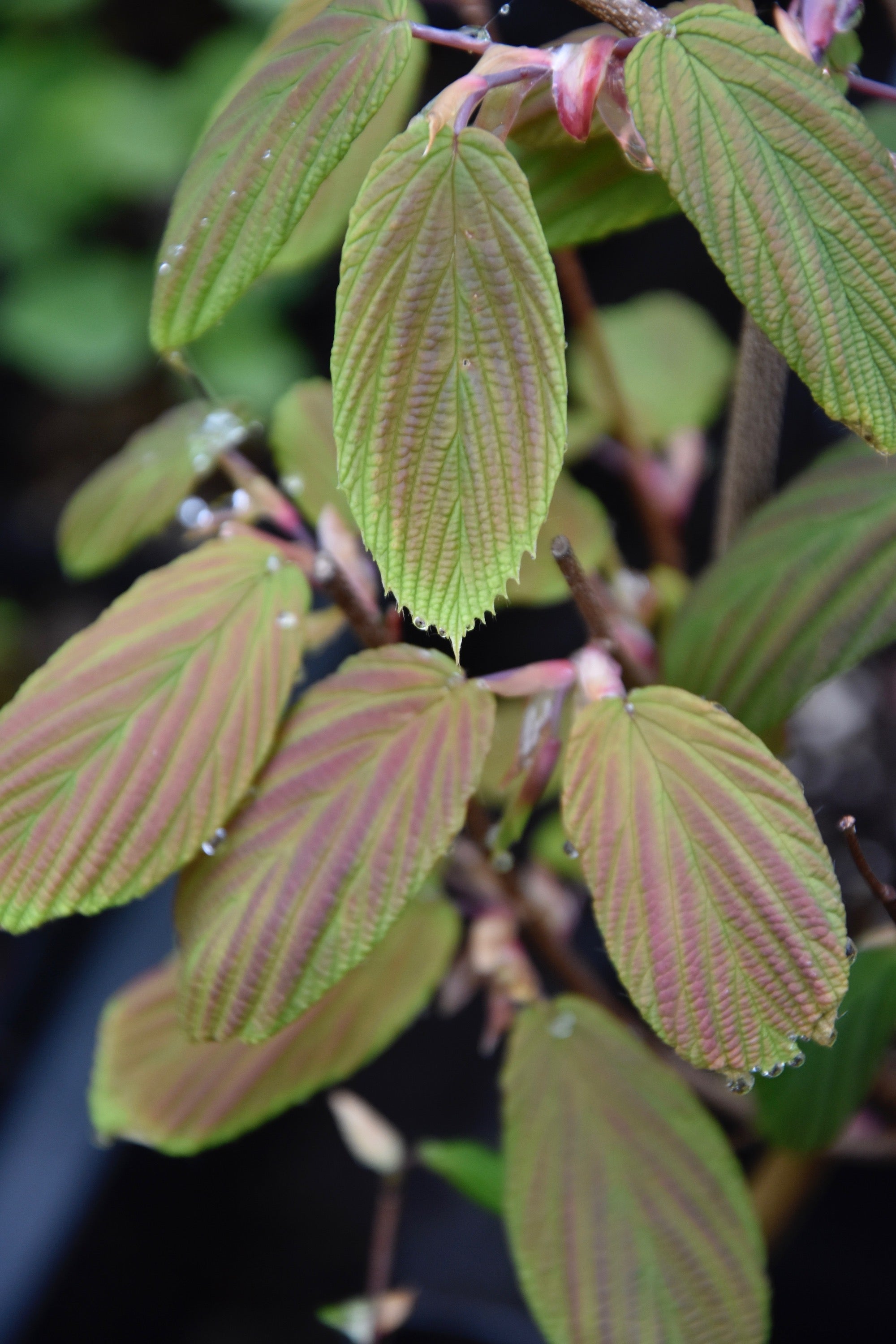 Corylopsis willmotia 'Spring Purple' (Chinese Winter Hazel) syn. Coryl ...