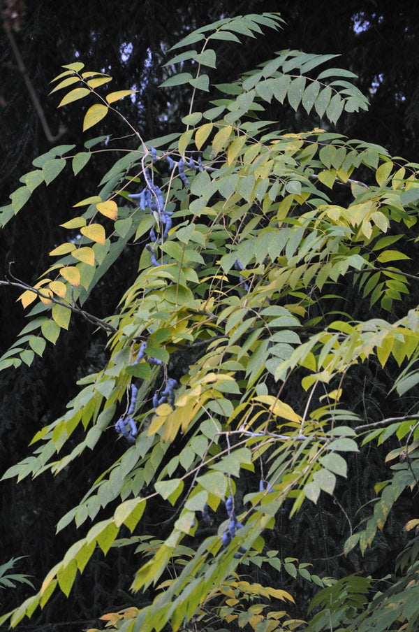 Decaisnea fargesii (Dead Man's Fingers) - Keeping It Green Nursery