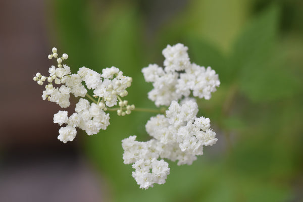 Filipendula vulgaris 'Plena' (Double Flowering Dropwort) - Keeping It ...