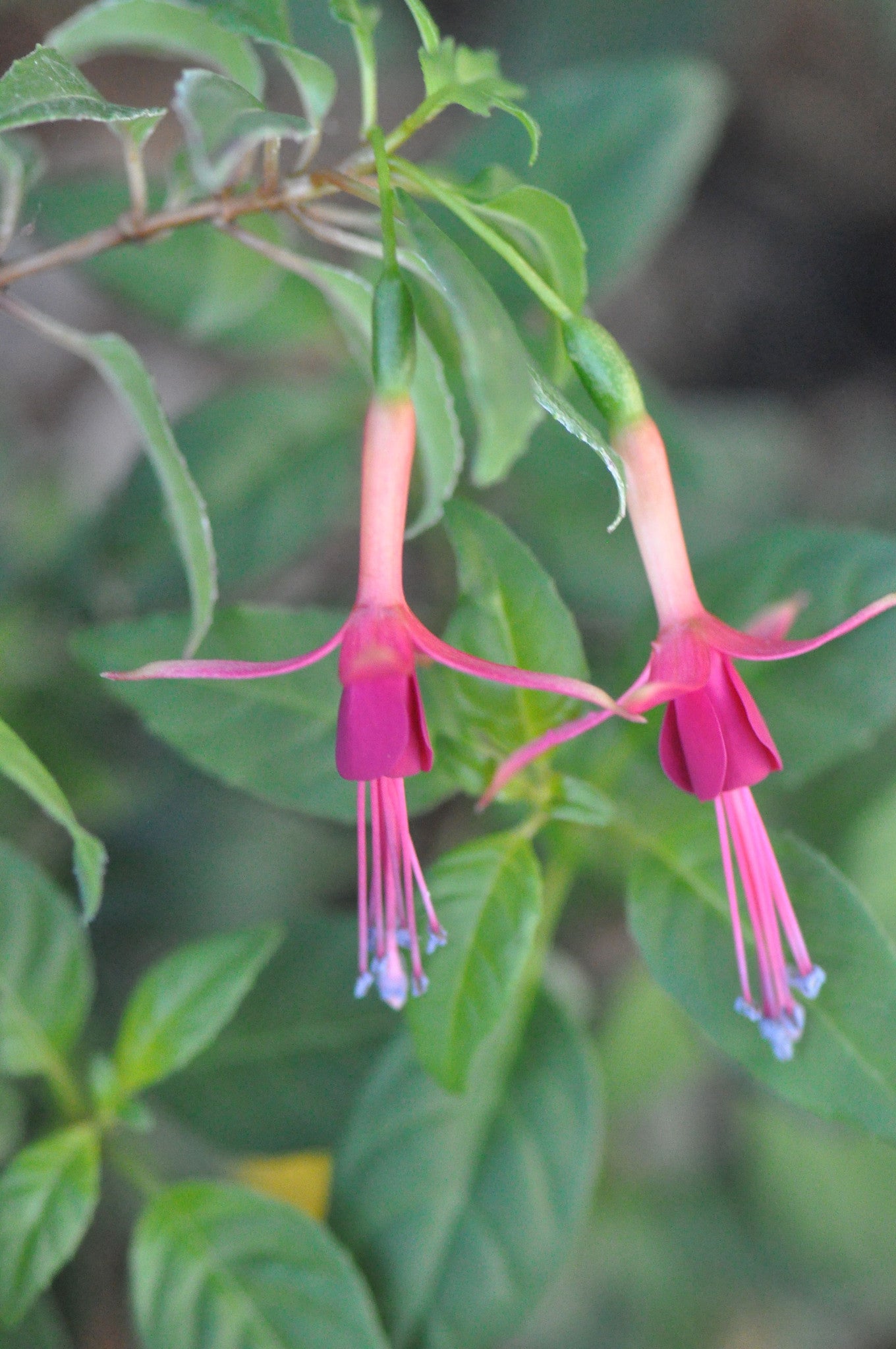 Fuchsia 'Whiteknight's Amethyst' (Amethyst Fuchsia) - Keeping It Green ...