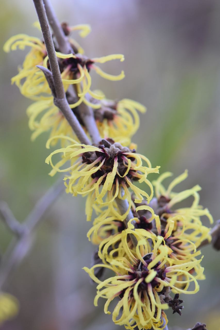 Hamamelis x intermedia 'Primavera' (Witch Hazel) - Keeping It Green Nursery