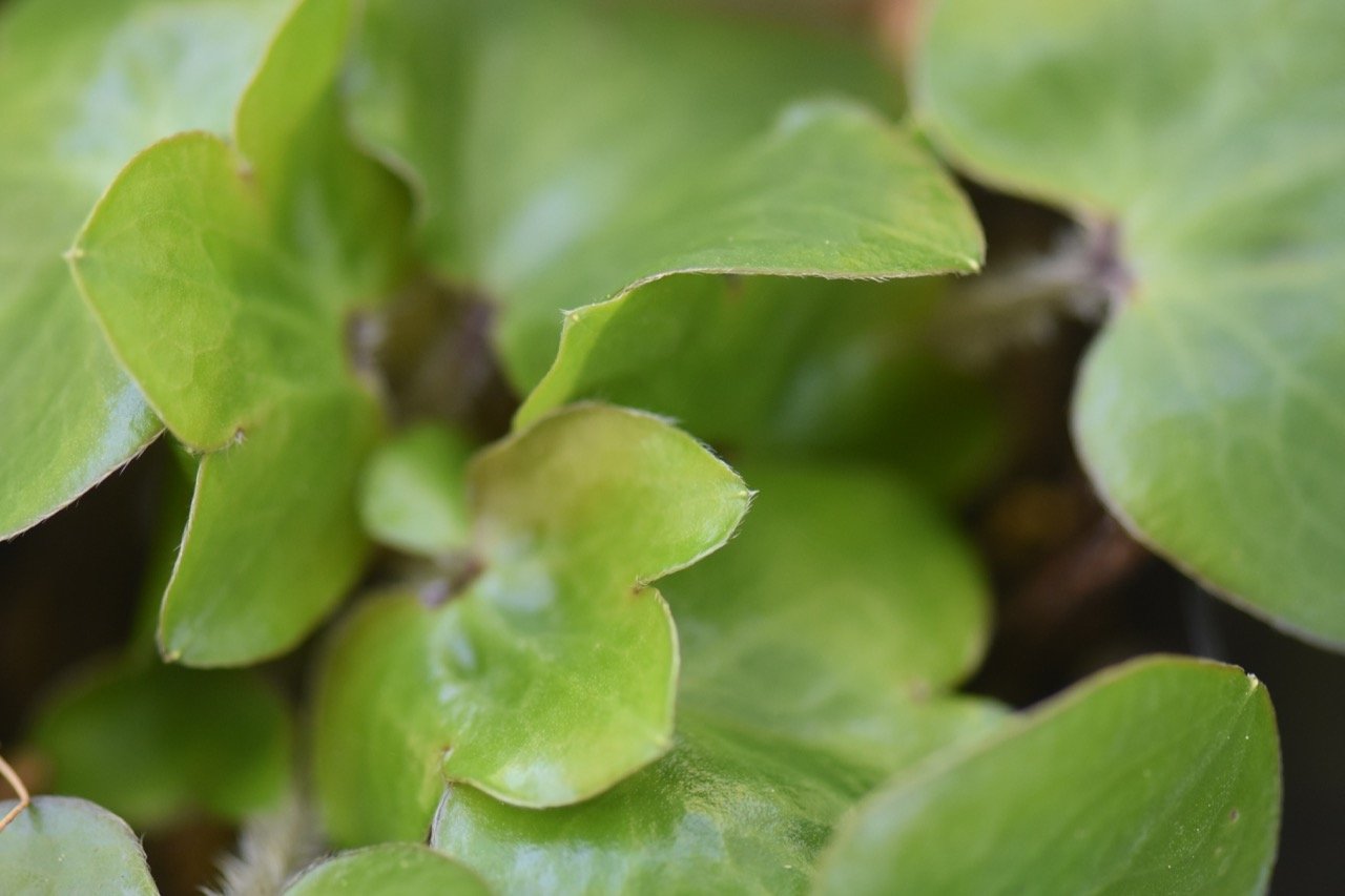 Hepatica nobilis var. japonica 'Shikoden' (Liverleaf) - Keeping It ...