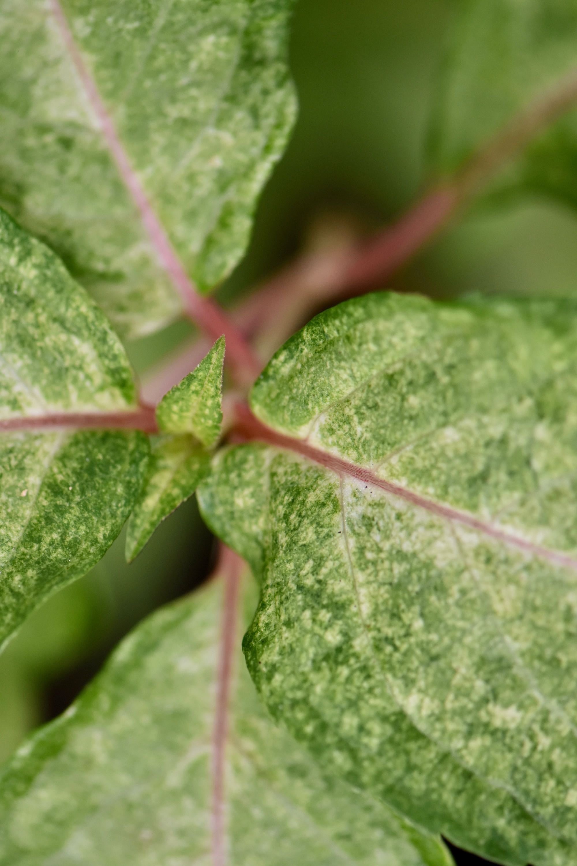 Hydrangea serrata 'O Amacha Nishiki' (Variegated Mountain Hydrangea ...
