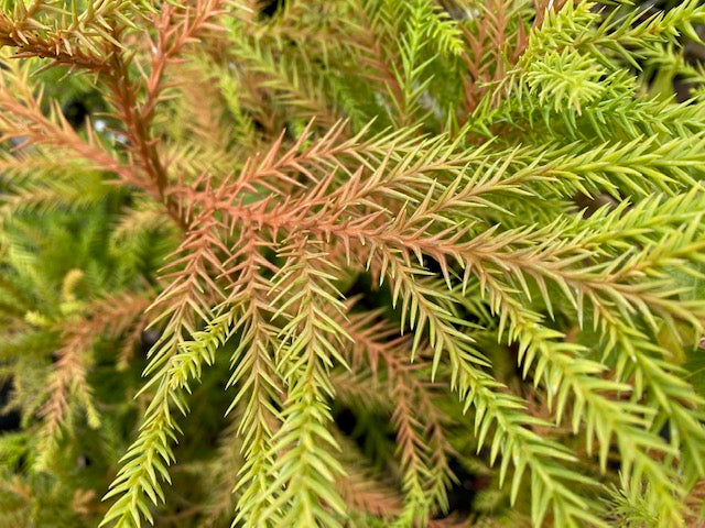 Cryptomeria japonica 'Sekkan Sugi' (Japanese Cedar) - Keeping It Green Nursery