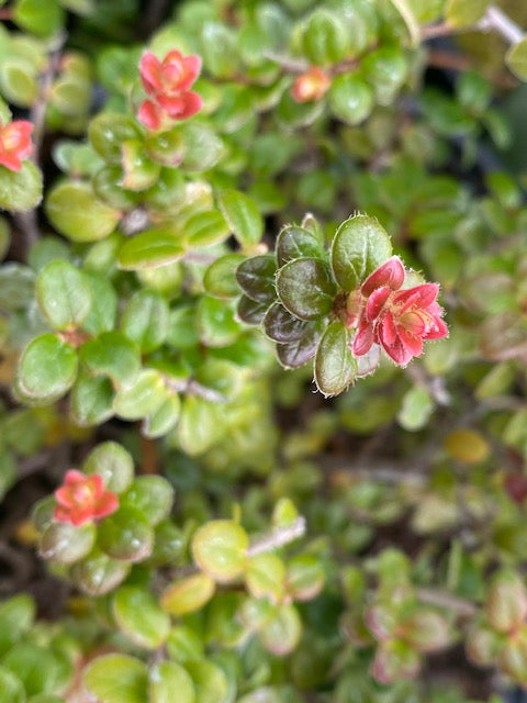 Vaccinium chaetothrix SEH1517 (Himalayan Huckleberry) - Keeping It ...
