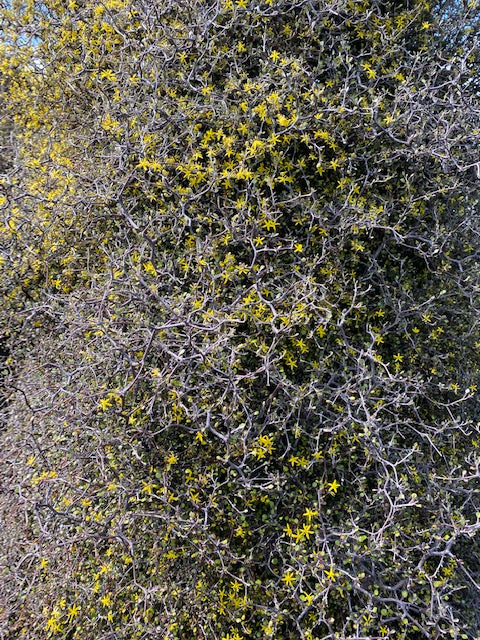 Corokia catoneaster (Wire Netting Bush) - Keeping It Green Nursery