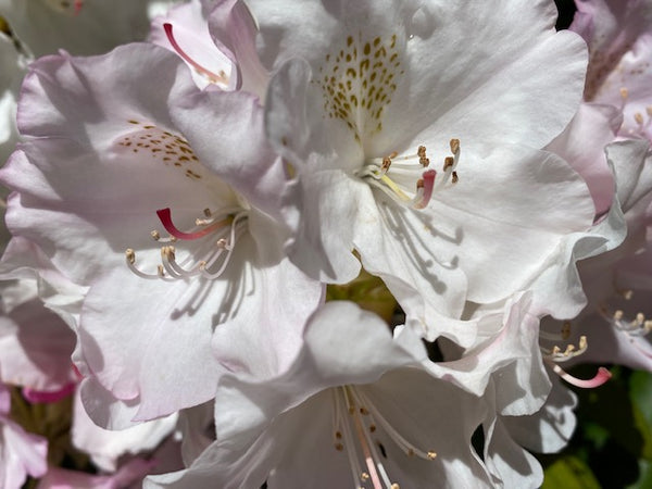 Rhododendron degronianum ssp. yakushimanum 'Ken Janeck' (Species Rhodo ...