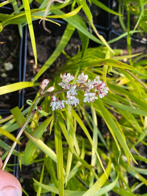 Triantha japonica 'Rosea' syn. Tofieldia - Keeping It Green Nursery