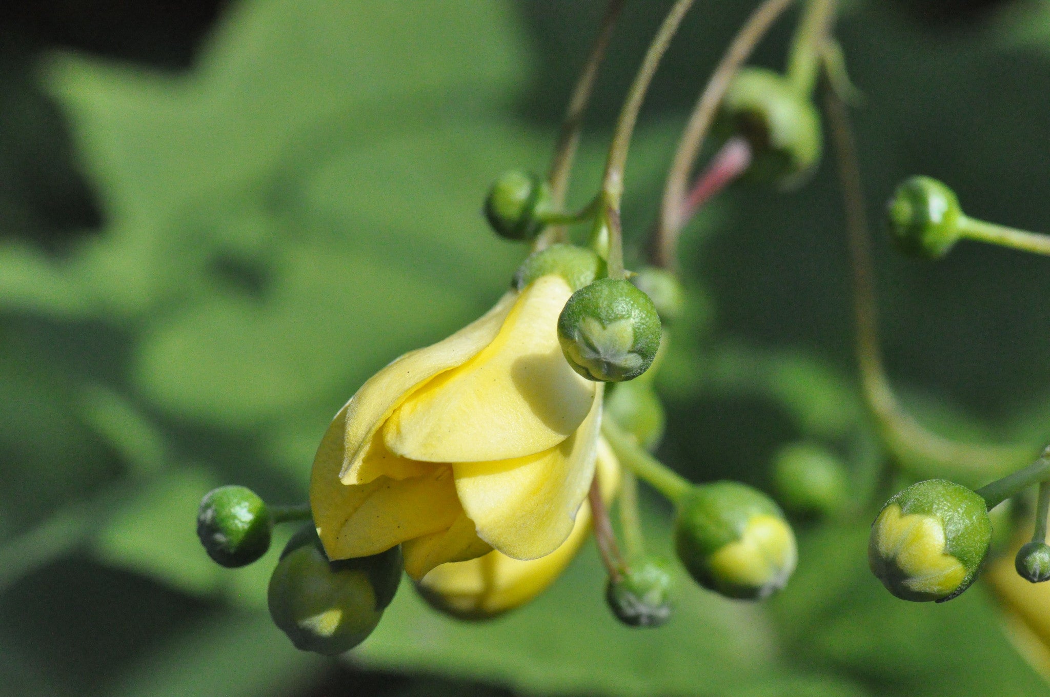 Yellow Bell Leaves