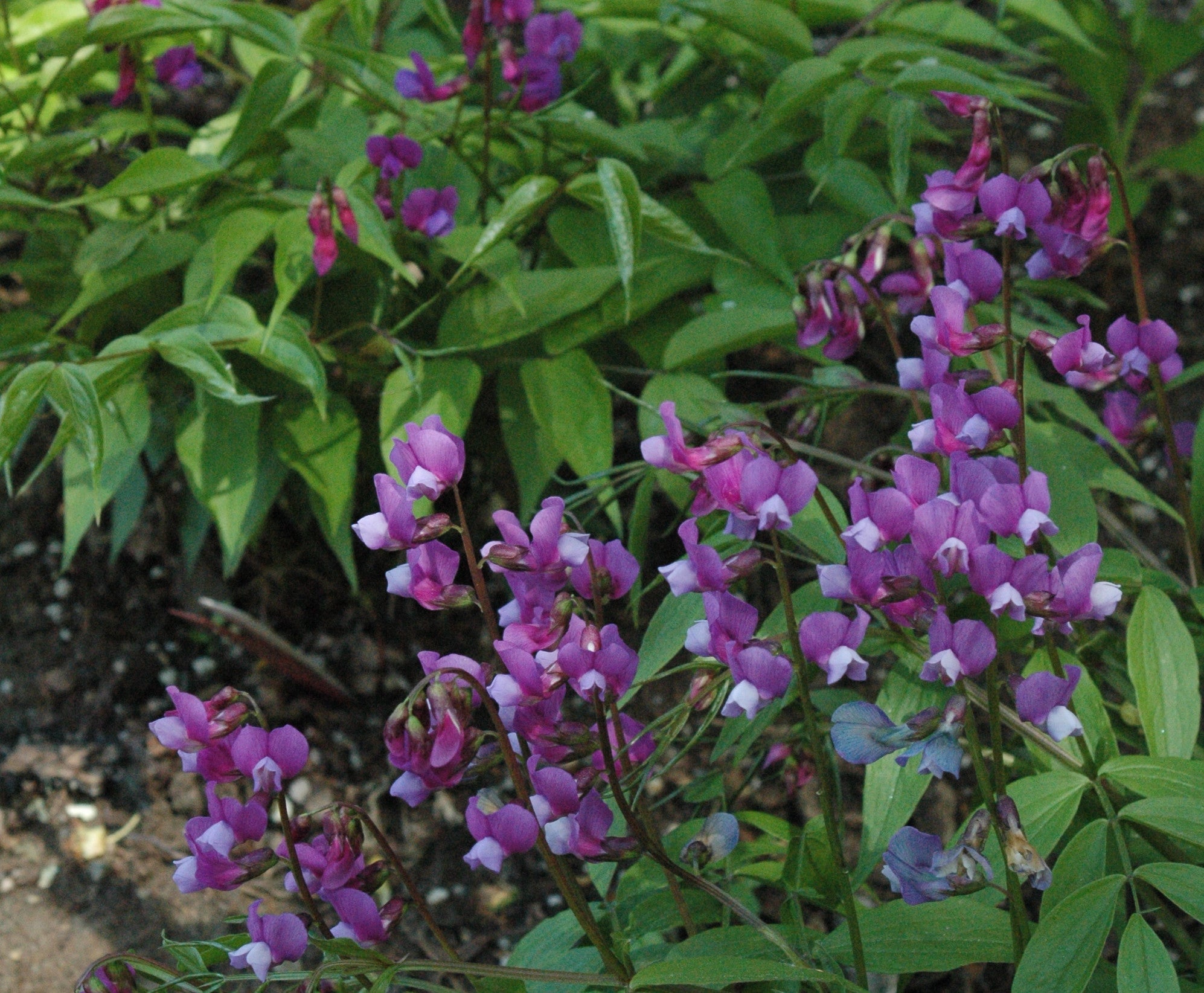 Lathyrus vernus (Perennial Spring Pea) - Keeping It Green Nursery