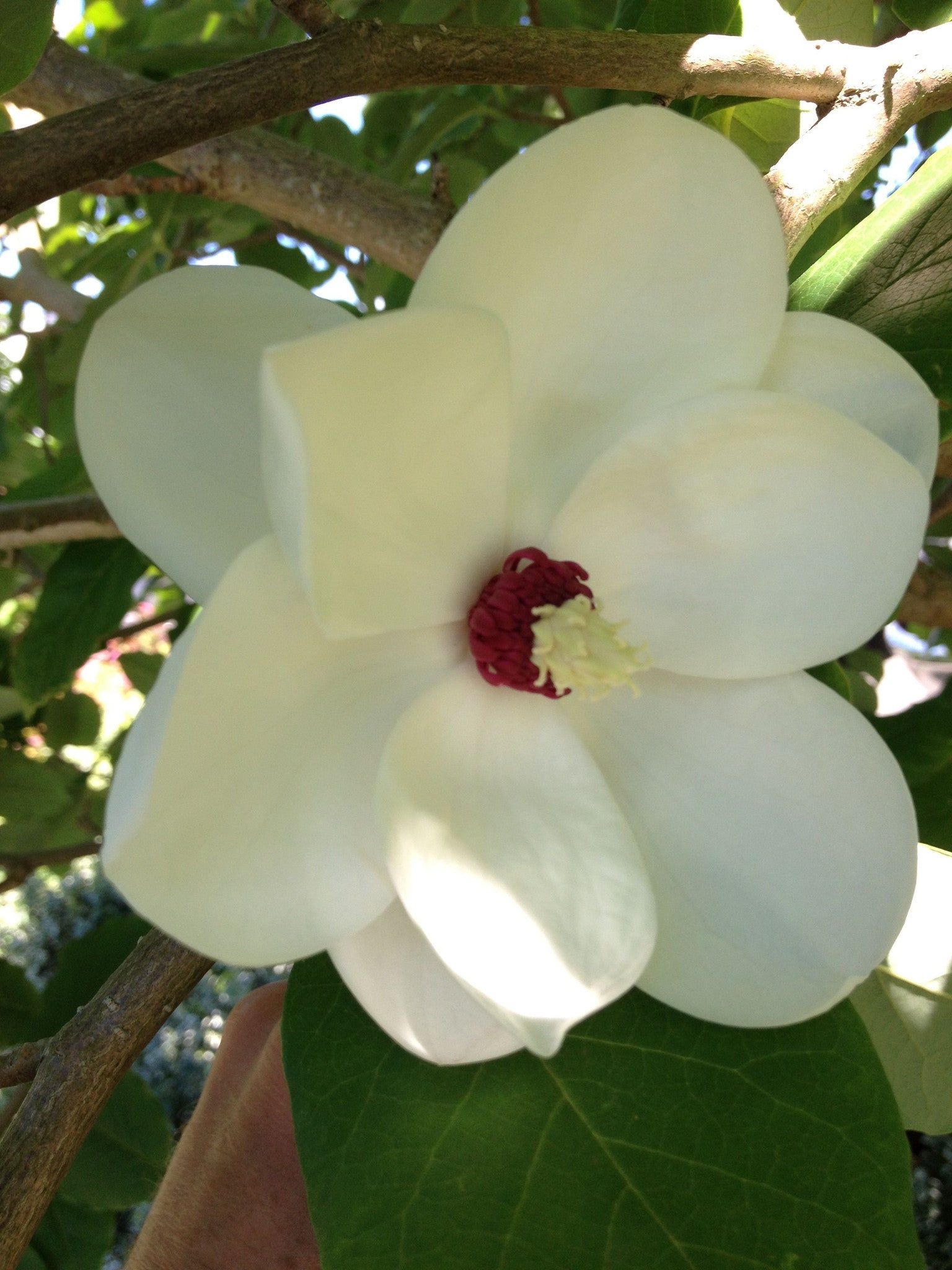 Magnolia wilsonii (Wilson's Magnolia) - Keeping It Green Nursery