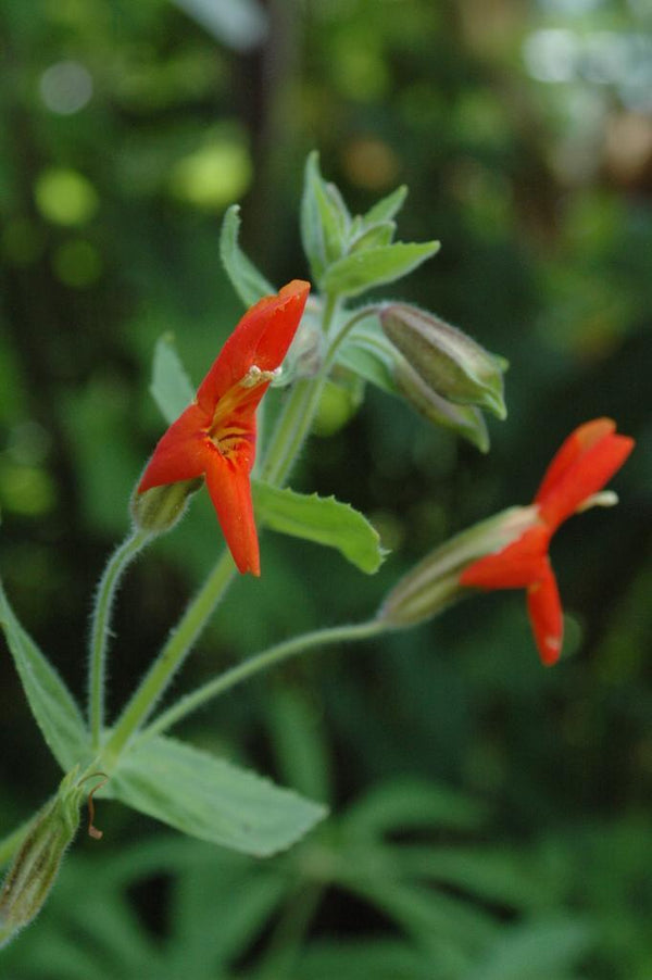 Mimulus cardinalis (Scarlet Monkey Flower) - Keeping It Green Nursery