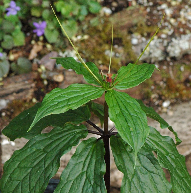 Paris polyphylla (Whorled Honey Flower) - Keeping It Green Nursery