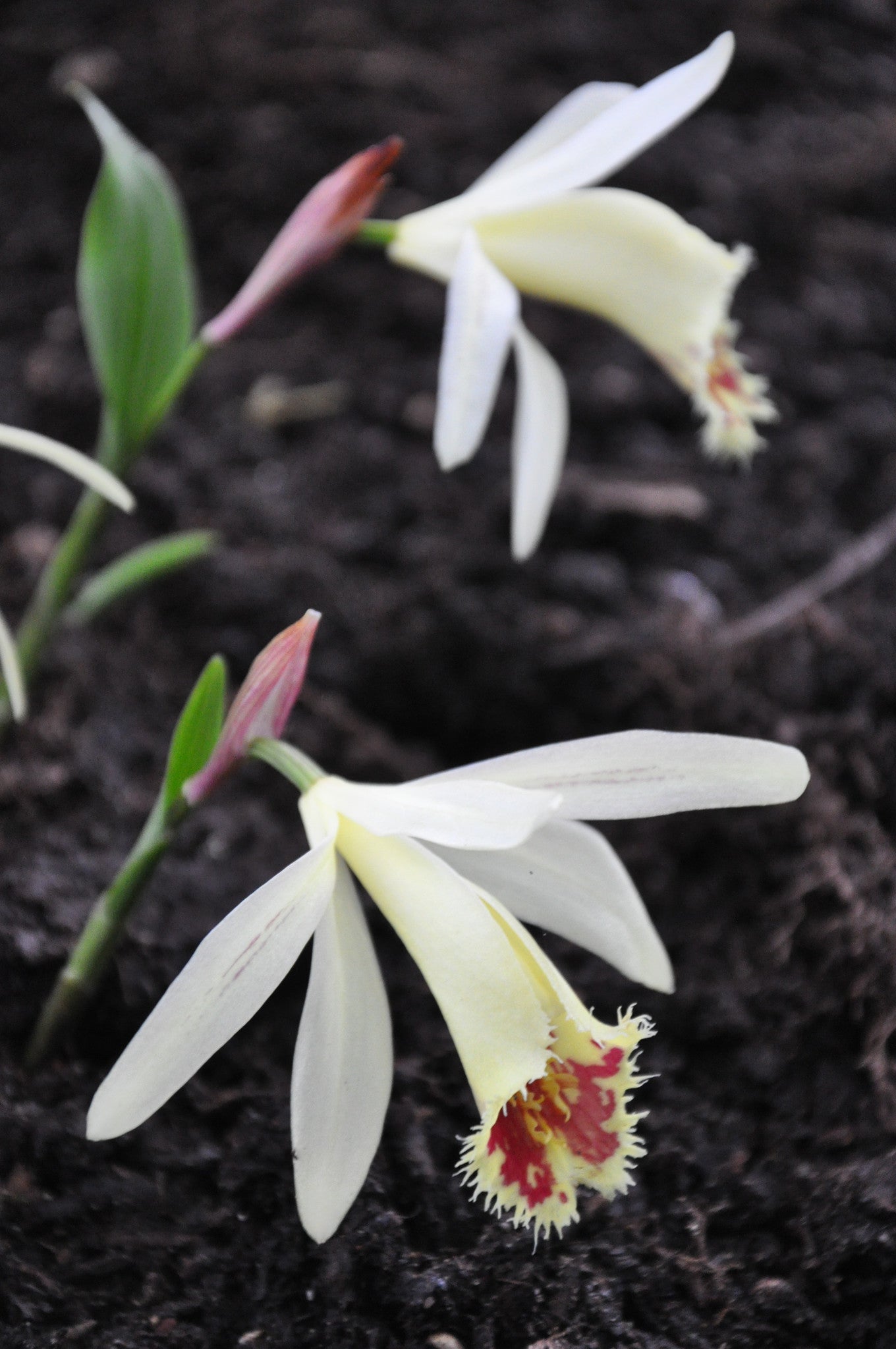 Pleione confusa 'Golden Gate' (Hardy Orchid) - Keeping It Green Nursery
