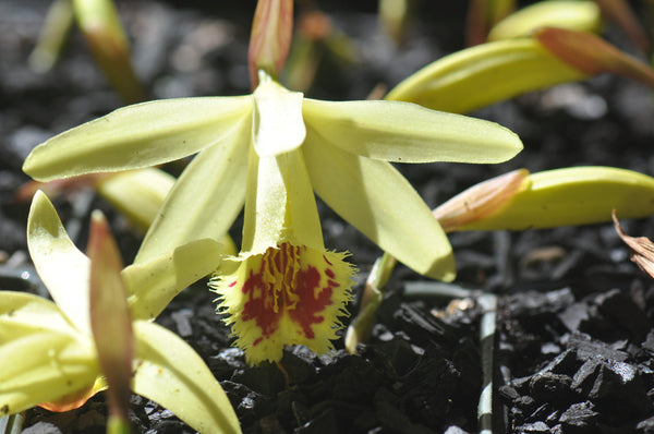 Pleione confusa 'Golden Gate' (Hardy Orchid) - Keeping It Green Nursery