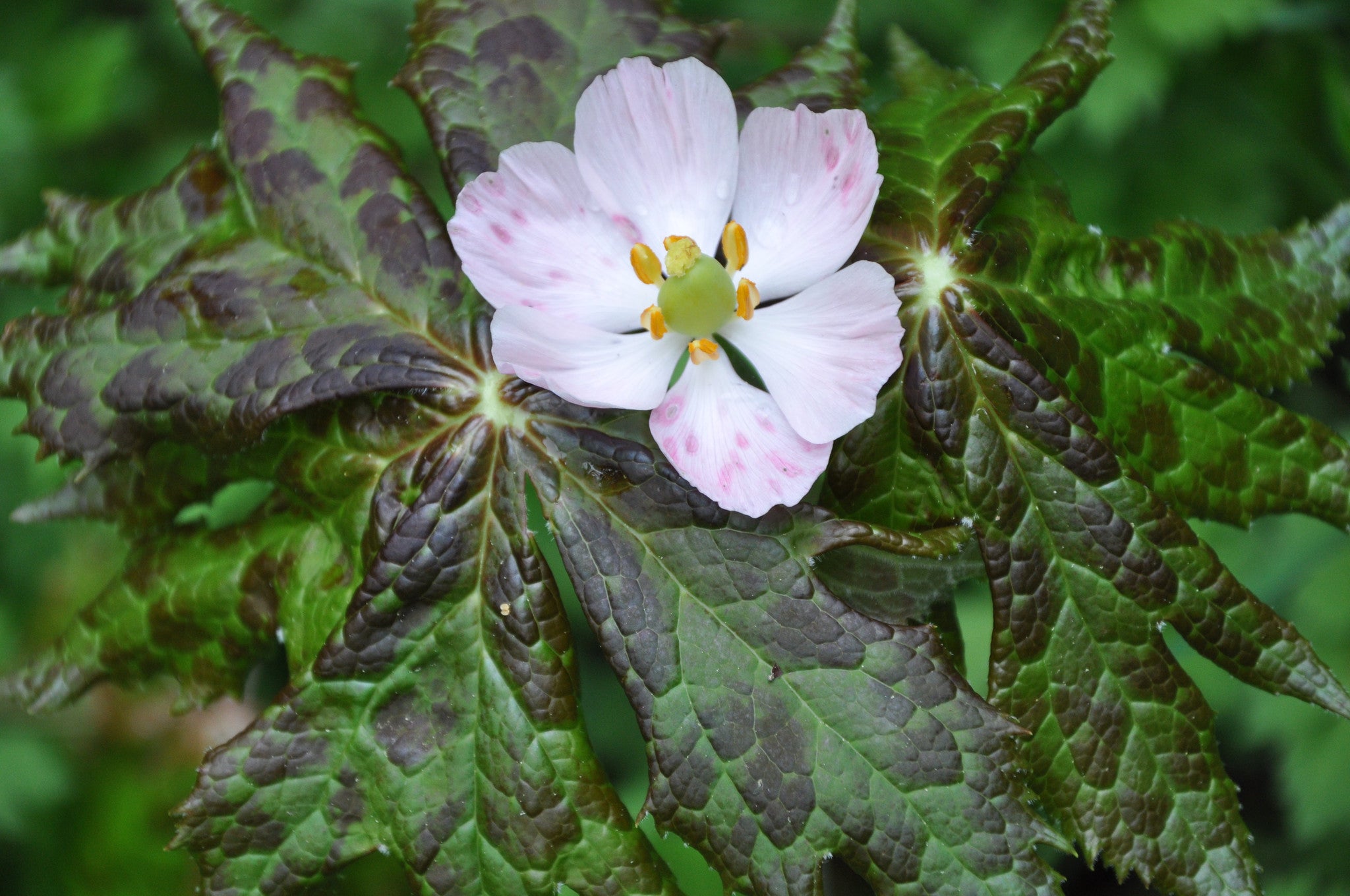Podophyllum hexandrum (Himalayan Mayapple) - Keeping It Green Nursery