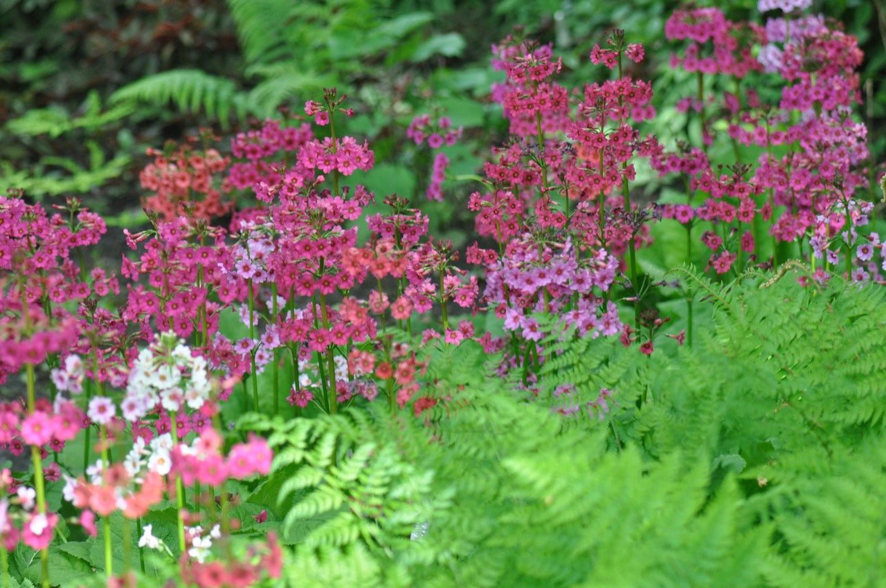 Primula Japonica Mixed Colors Candelabra Primula Keeping It Green