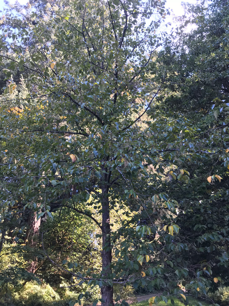 Rehderodendron macrocarpum - Keeping It Green Nursery