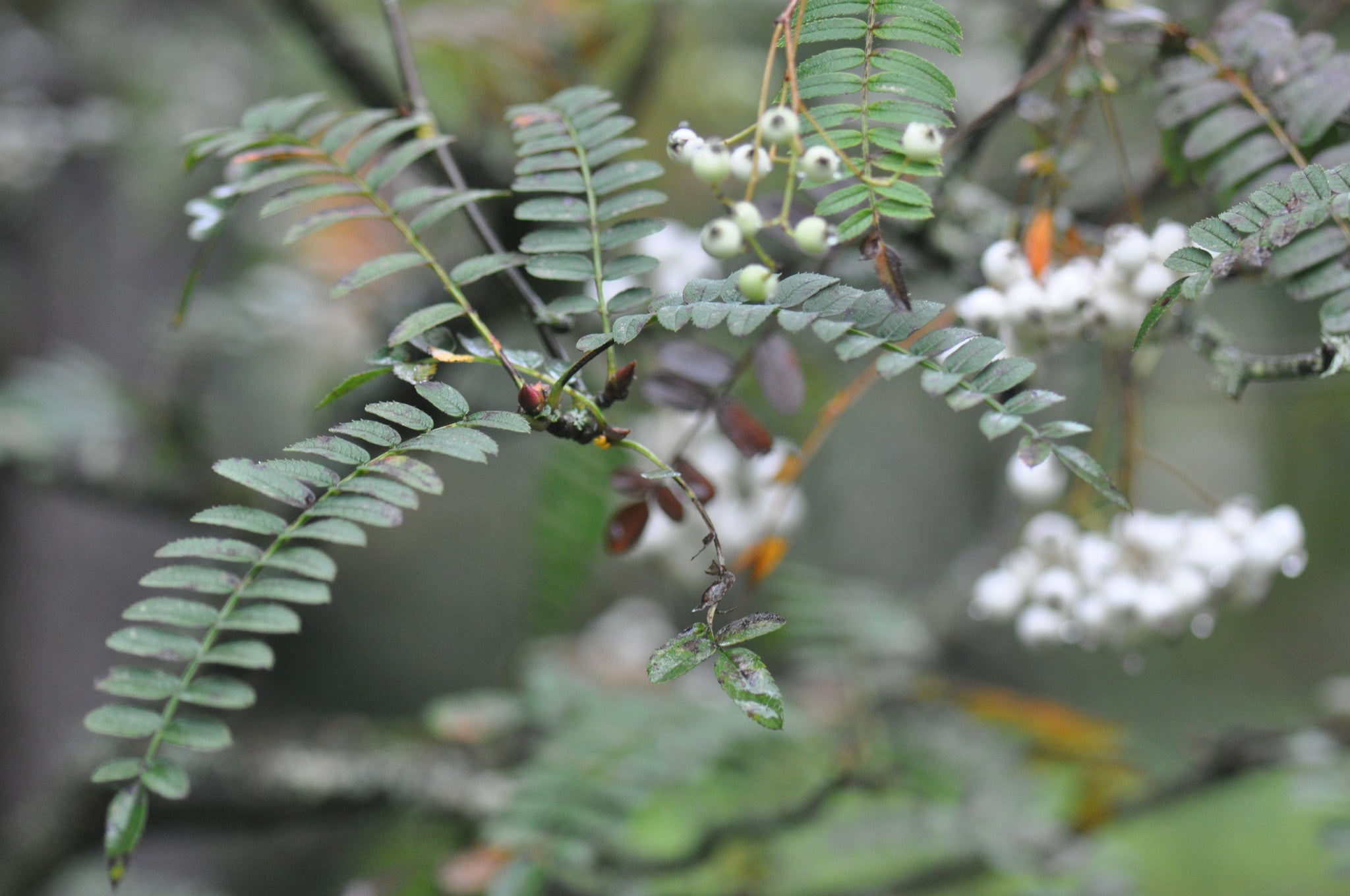 Sorbus prattii (Chinese Rowan) - Keeping It Green Nursery