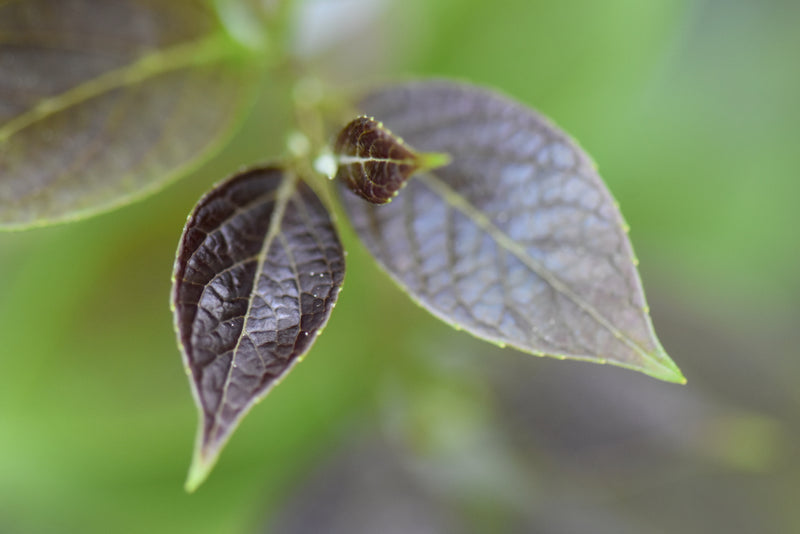 Styrax japonicus 'Evening Light' pp24169 (Japanese Snowbell) - Keeping ...