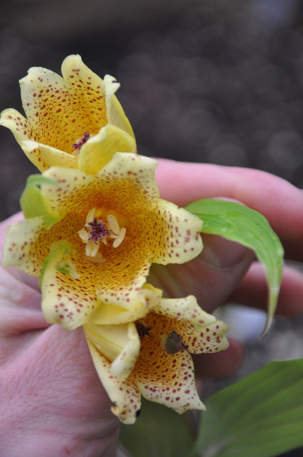 Tricyrtis macrantha ssp. macranthopsis (Weeping Golden Toad Lily ...