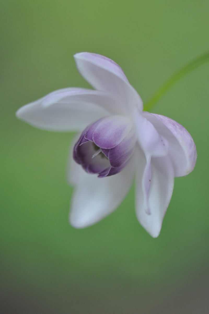 Anemonopsis macrophylla - Keeping It Green Nursery