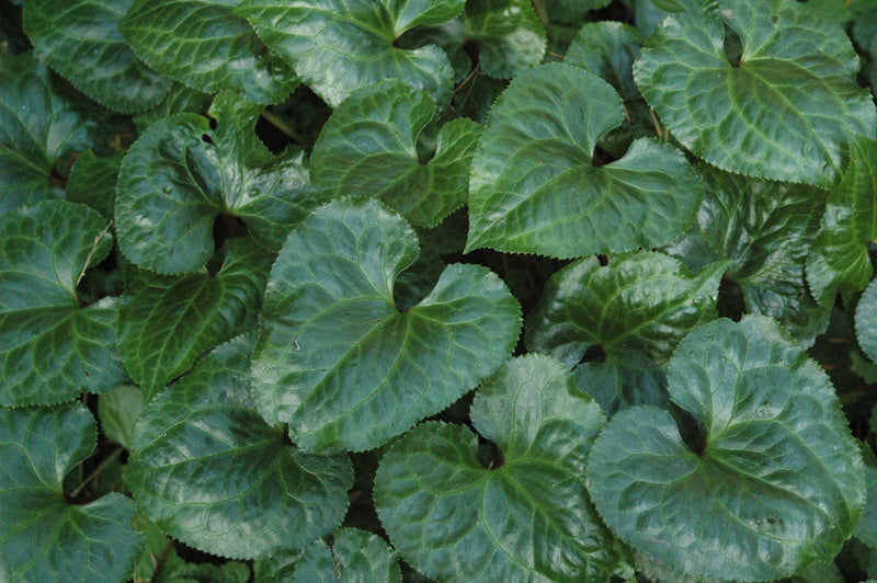 Beesia calthifolia (Ginger Leaf False Bugbane) - Keeping It Green Nursery