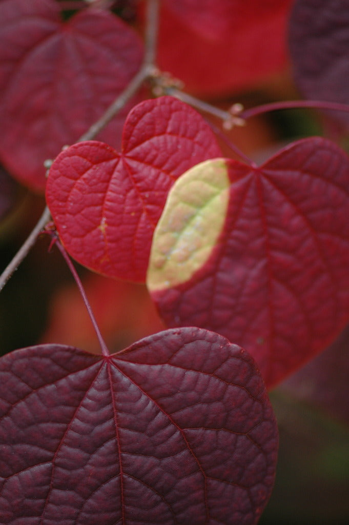 Disanthus cercidifolius (Redbud Hazel) - Keeping It Green Nursery