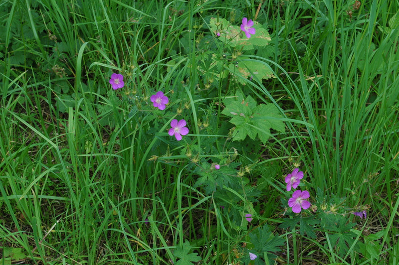 Geranium oreganum (Oregon Geranium) - Keeping It Green Nursery