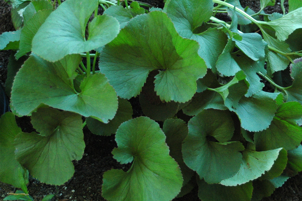Gunnera perpensa (River Pumpkin, Wild Rhubarb) - Keeping It Green Nursery
